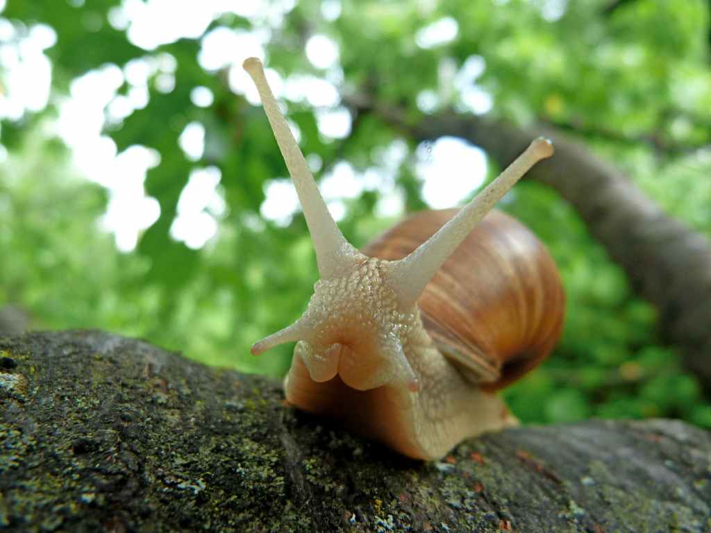 Exclusive Interview with Giant Slug! | petersironwood